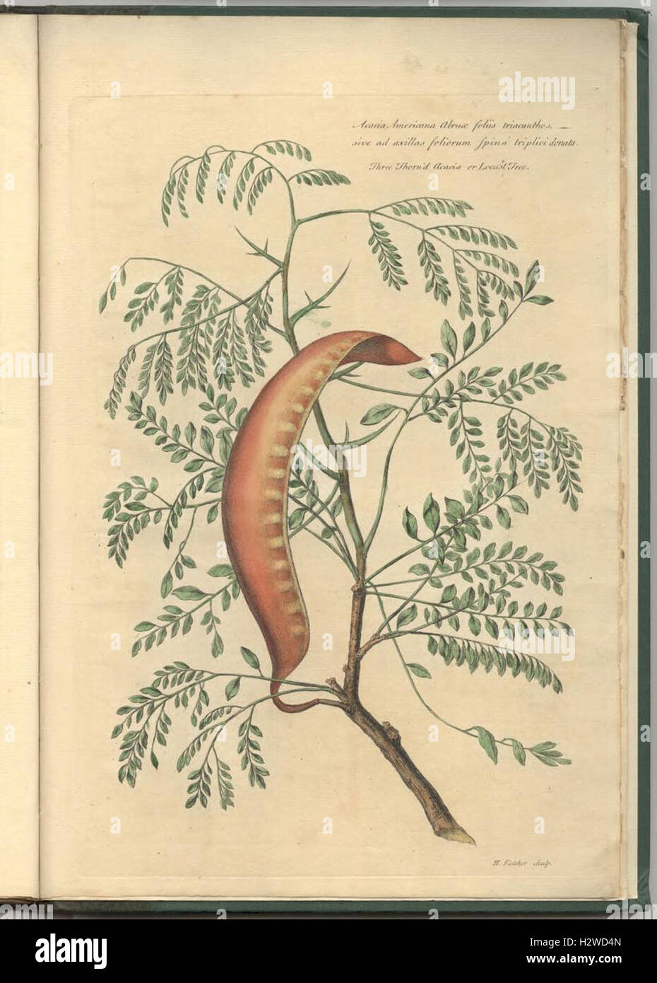 This catalog provides an illustrated record of various plant species ...