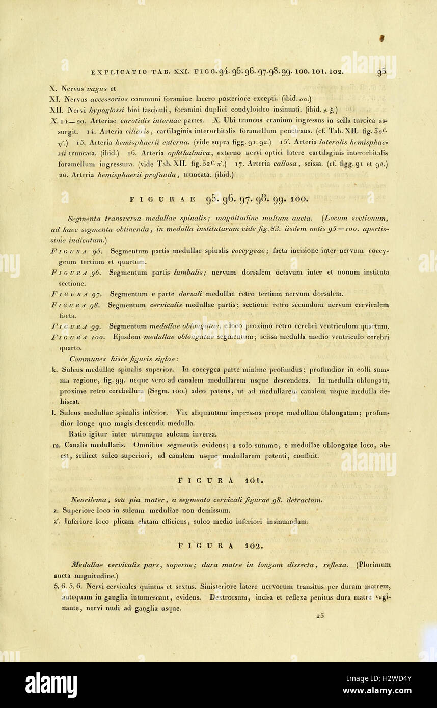 Anatome testudinis Europaeae (Page 95) BHL29 Stock Photo - Alamy