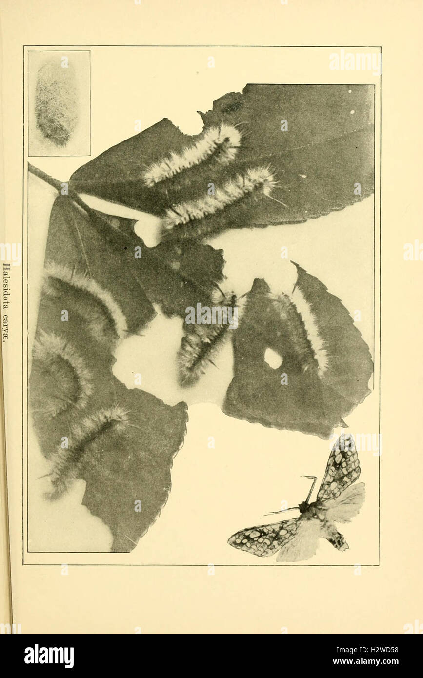 Various stages of moths hi-res stock photography and images - Alamy