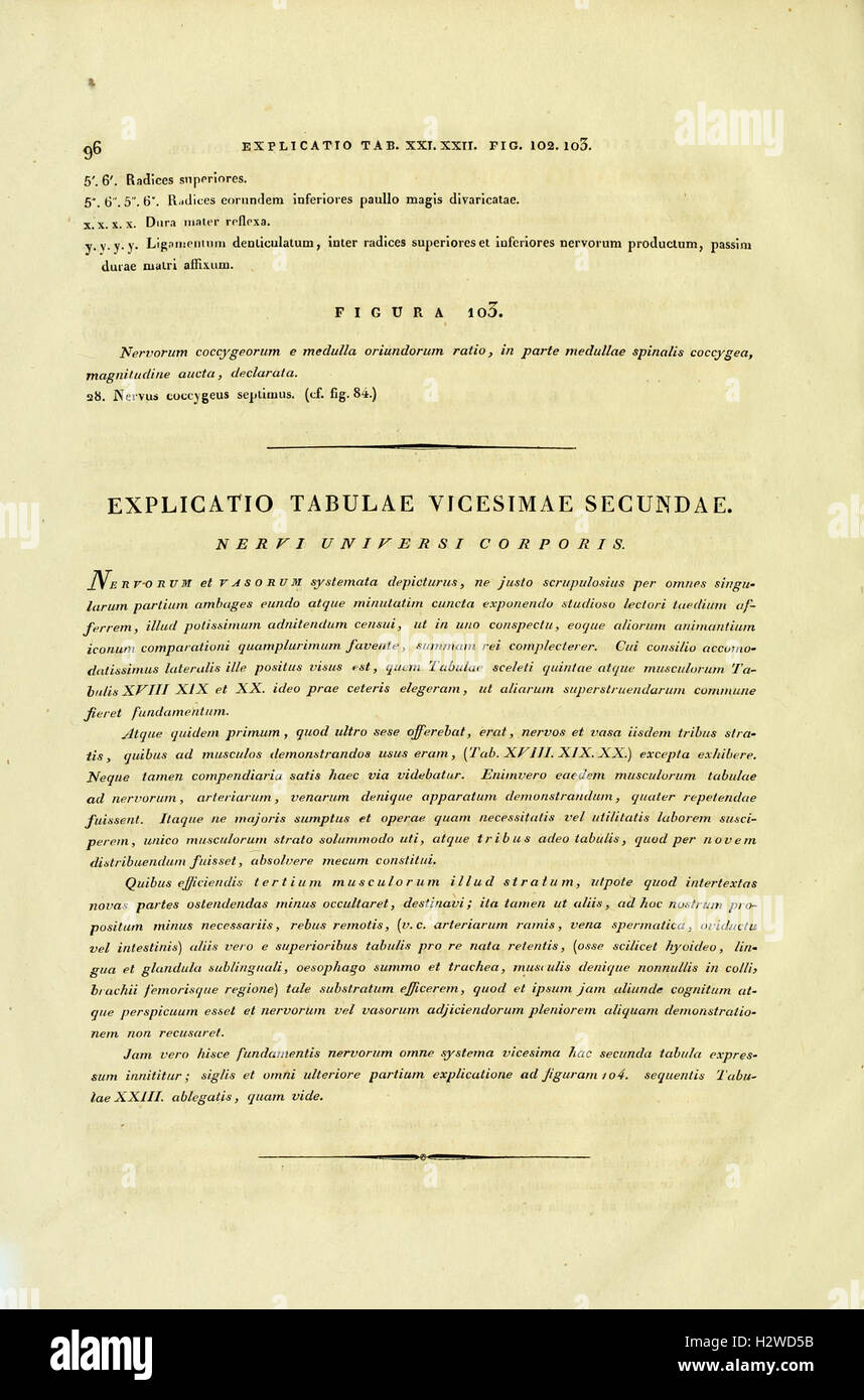 Anatome testudinis Europaeae (Page 96) BHL29 Stock Photo - Alamy
