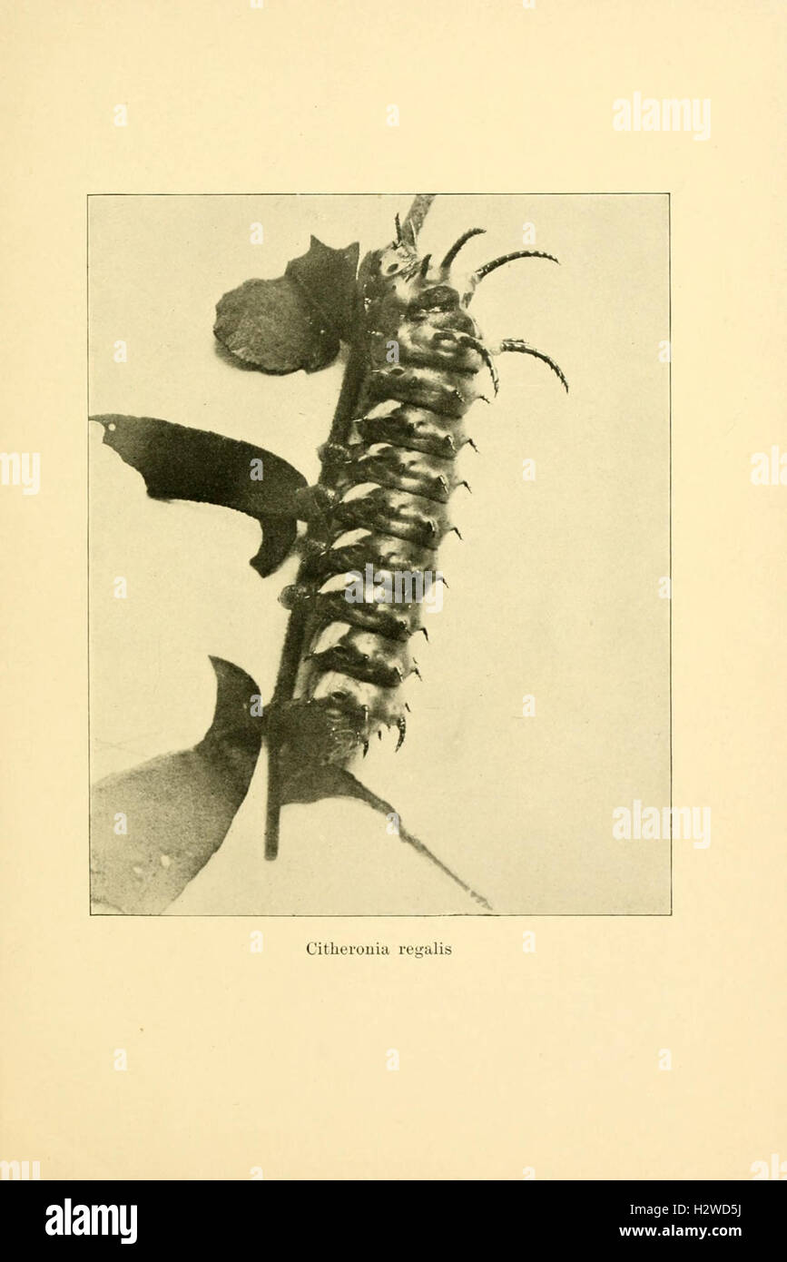 An overview of various caterpillar species and their transformation ...
