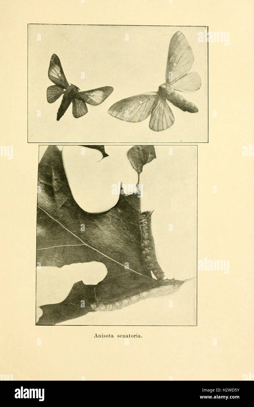 This work examines the life cycle of caterpillars and their ...