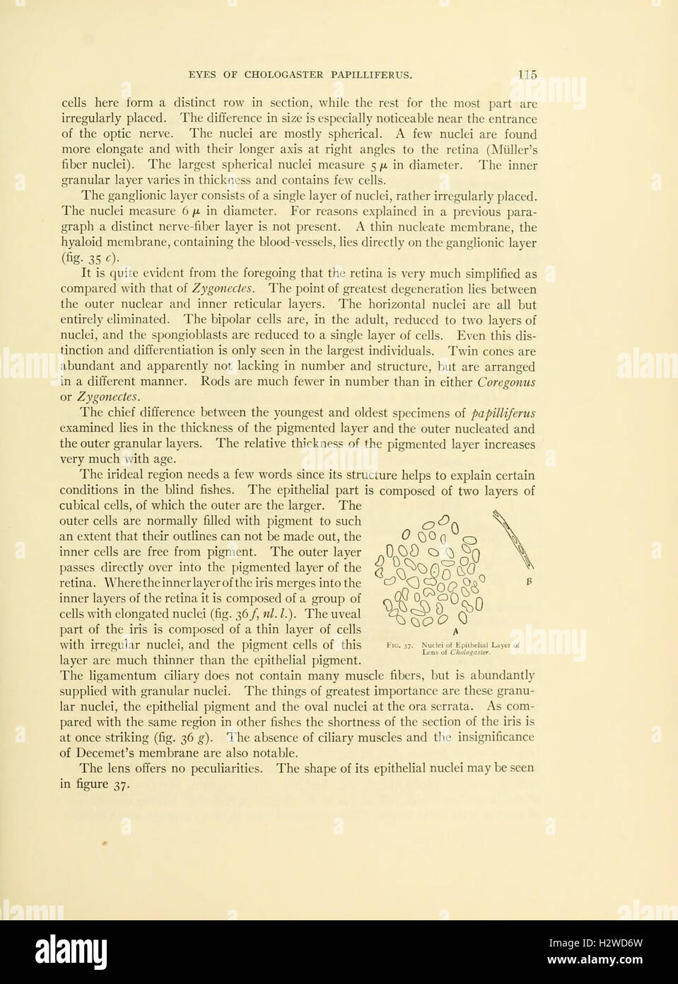 This page provides an illustration and detailed description of cave ...