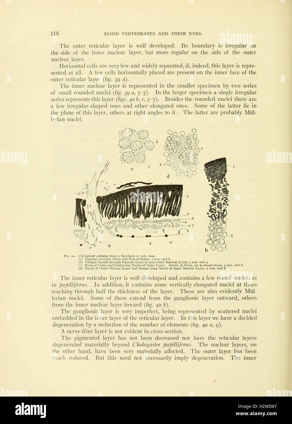 This page discusses cave-dwelling vertebrates in America, detailing ...