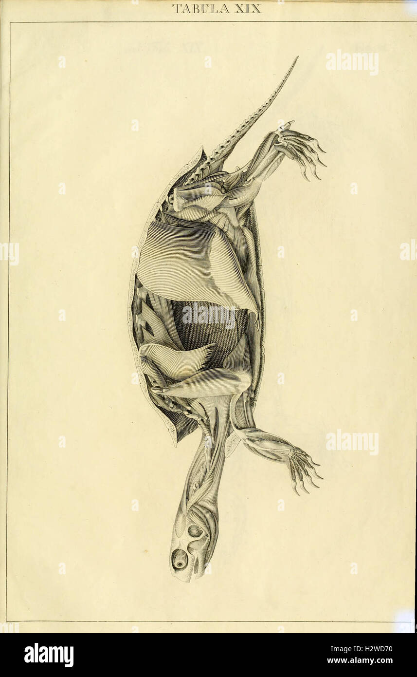 This work provides detailed anatomical illustrations and descriptions ...