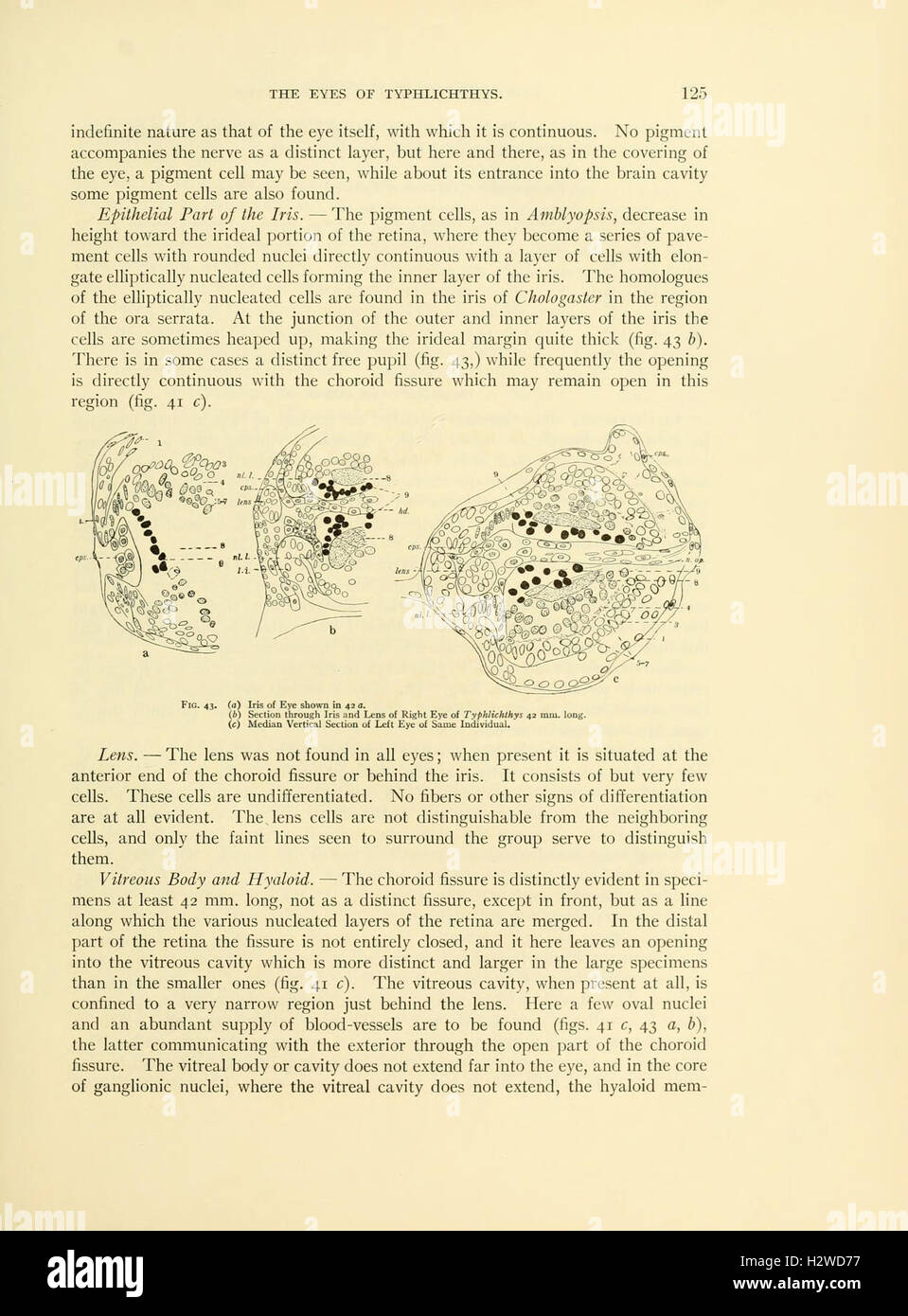 This work examines the cave-dwelling vertebrates of America ...