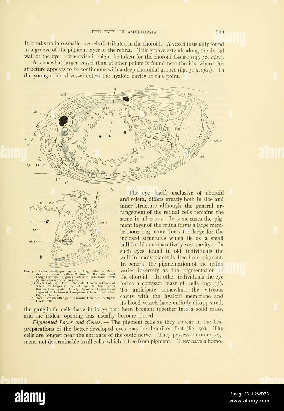 Study of cave-dwelling vertebrates in America, including species ...