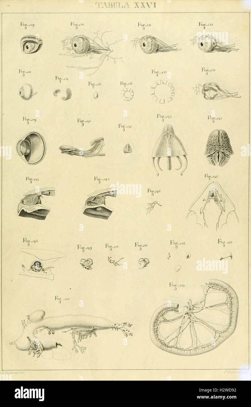 Anatome testudinis Europaeae (Tabula XXVI) BHL29 Stock Photo - Alamy