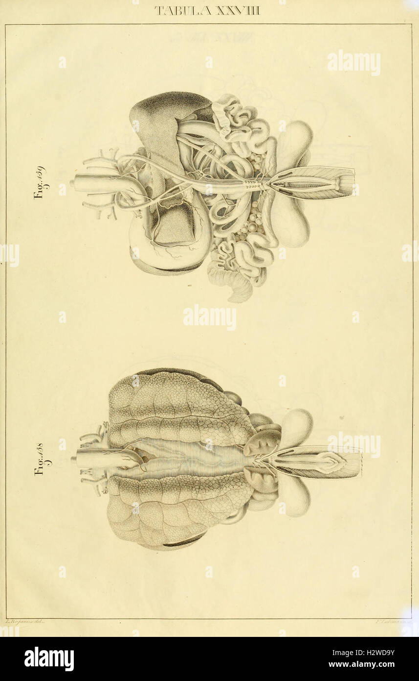 Anatome testudinis Europaeae (Tabula XXVIII) BHL29 Stock Photo - Alamy