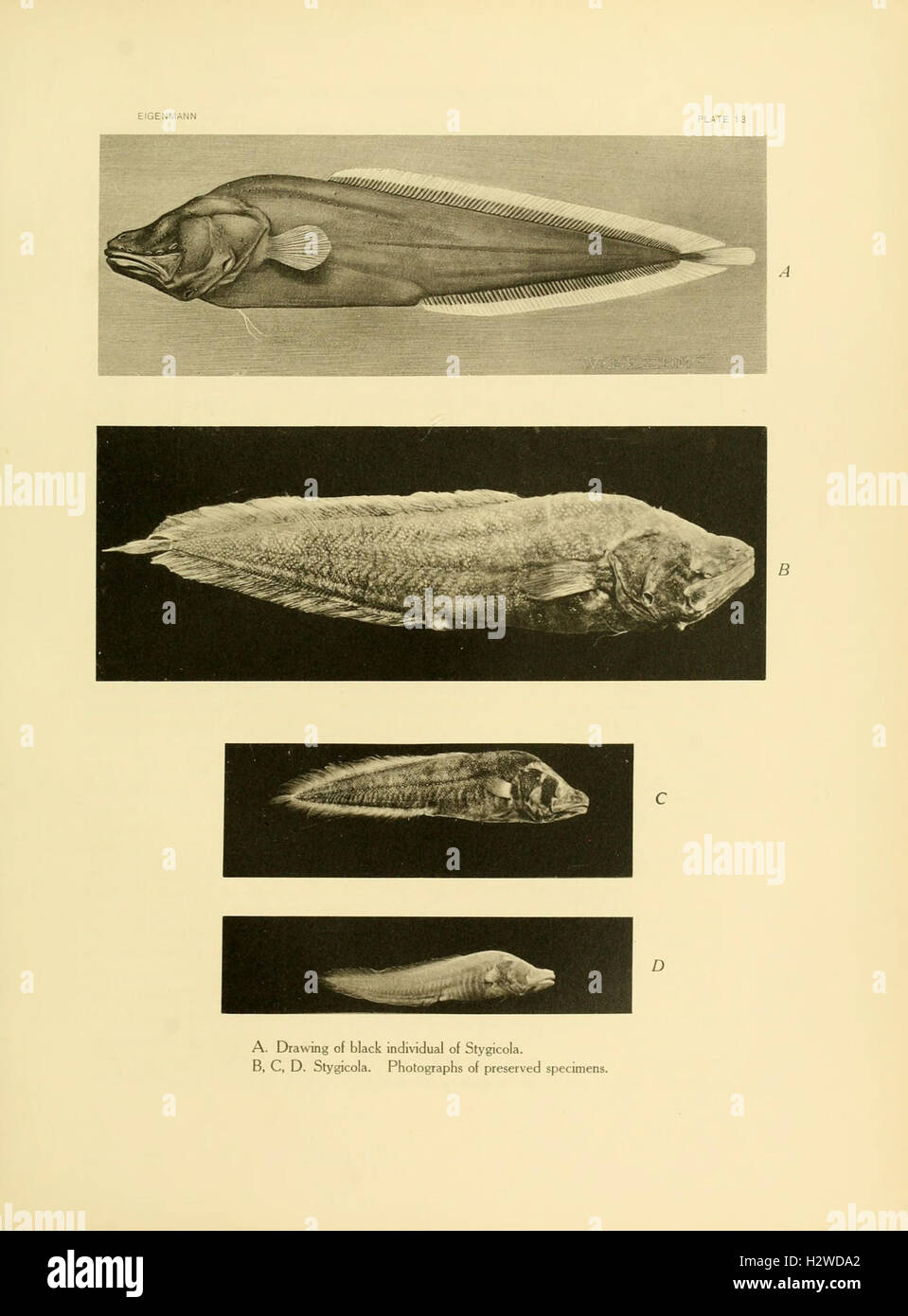 Plate 13 of the Cave Vertebrates of America illustrates various ...