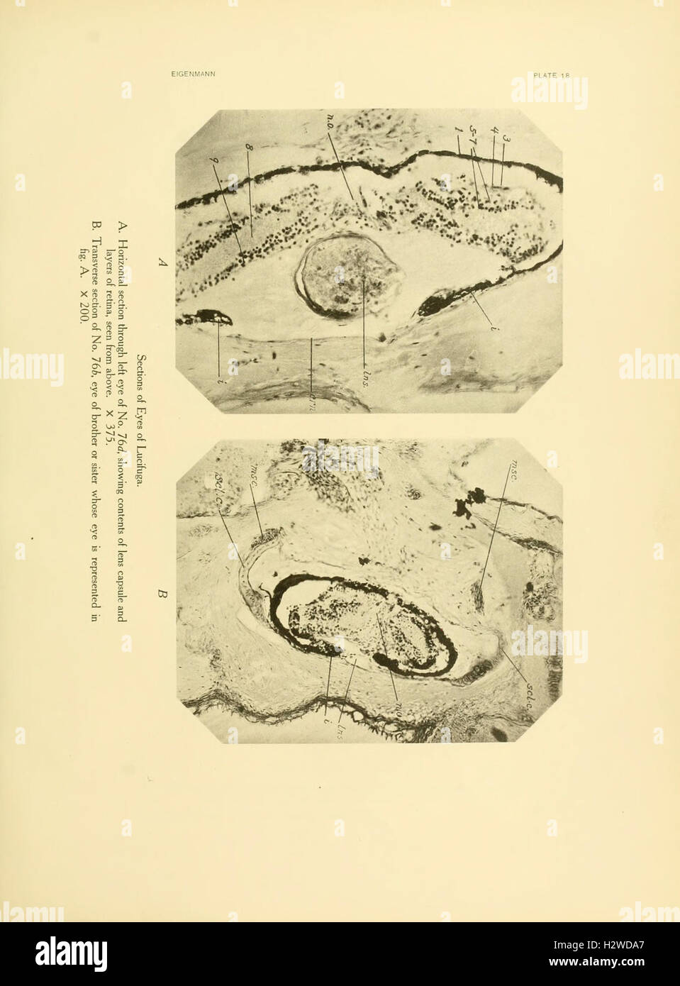 A study on the vertebrate species that inhabit caves in America ...