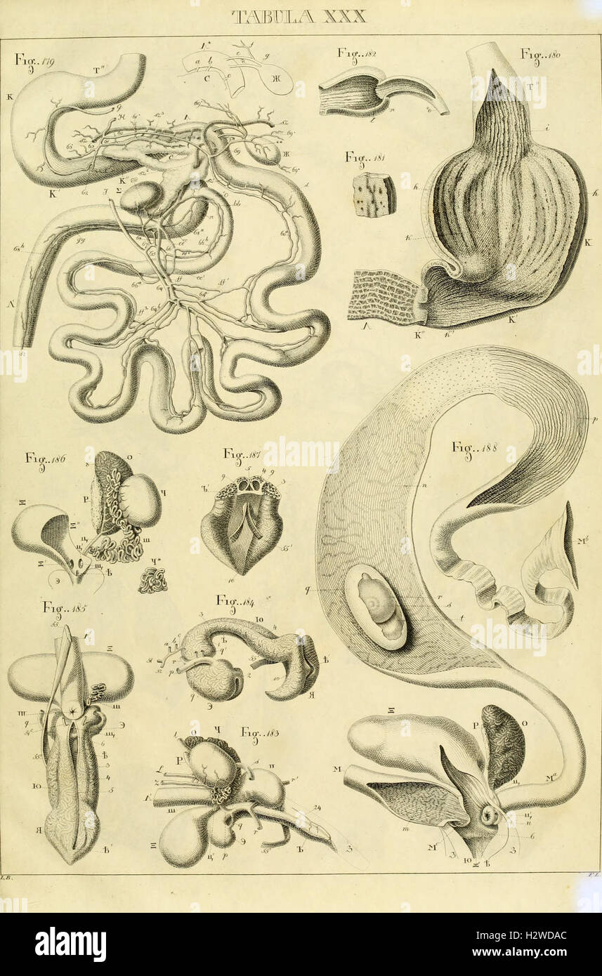 Anatome testudinis Europaeae (Tabula XXX) BHL29 Stock Photo - Alamy