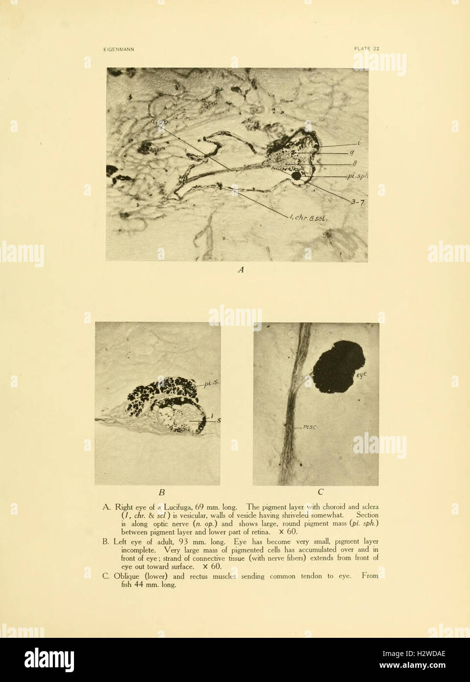 A study of cave-dwelling vertebrates in America, examining their ...