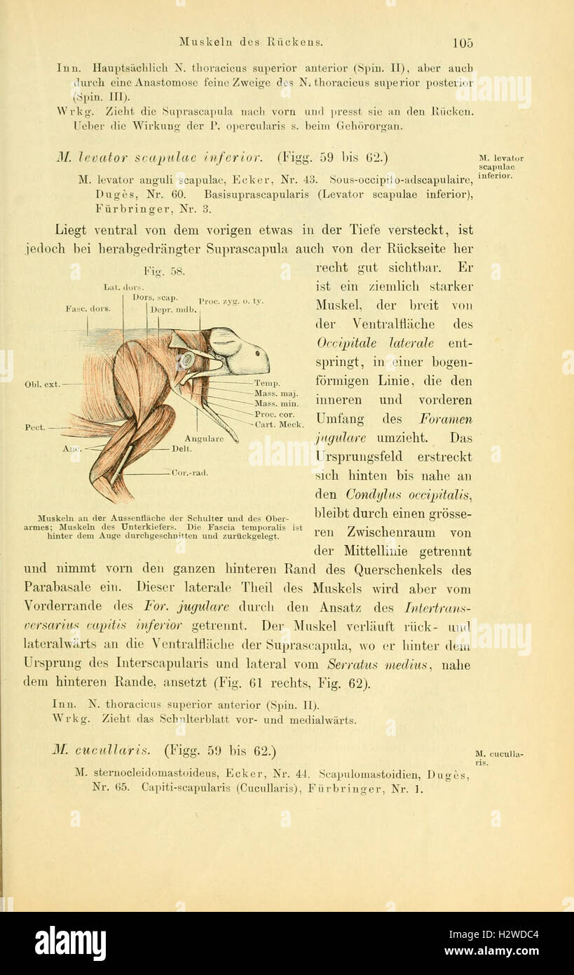 Anatomie des Frosches (Page 105, Fig. 58) BHL44 Stock Photo - Alamy