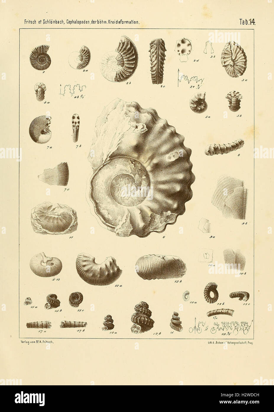 Cephalopods from the Bohemian Chalk Formation are illustrated in this ...
