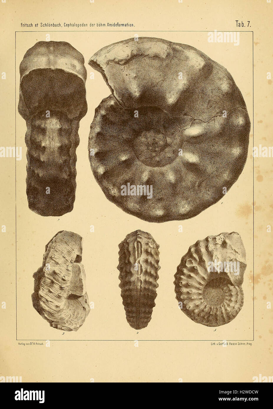 This work discusses the cephalopods from the Bohemian Cretaceous ...