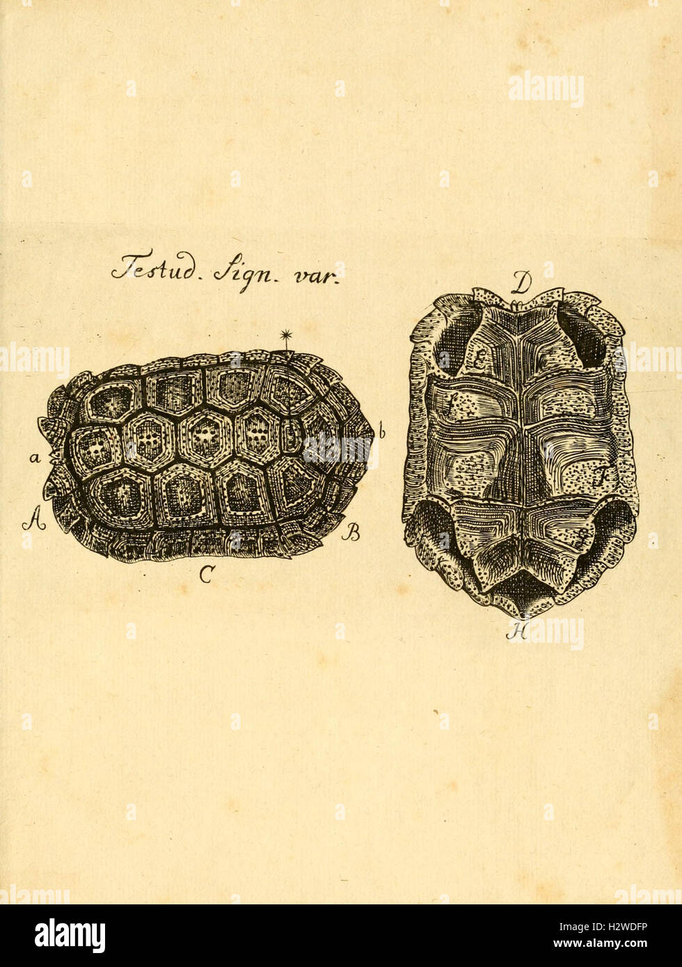 An illustrated work on the classification and characteristics of ...