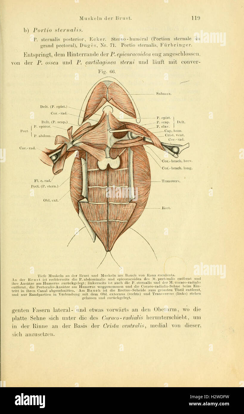 This work explores the anatomy of frogs, with detailed illustrations ...