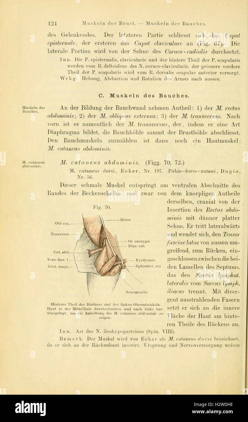 A detailed anatomical study of the frog, focusing on its internal ...