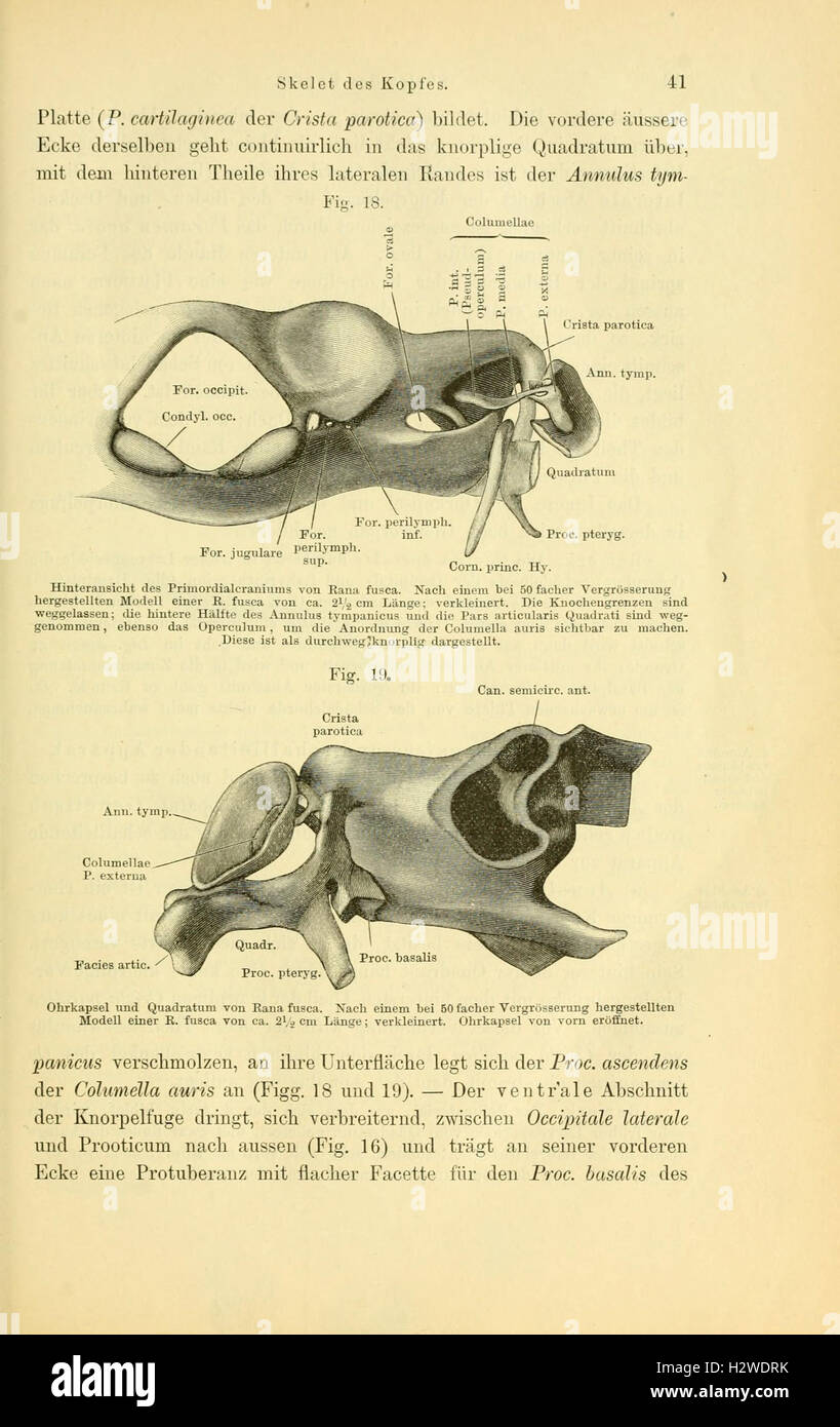 This work provides detailed anatomical illustrations and descriptions ...