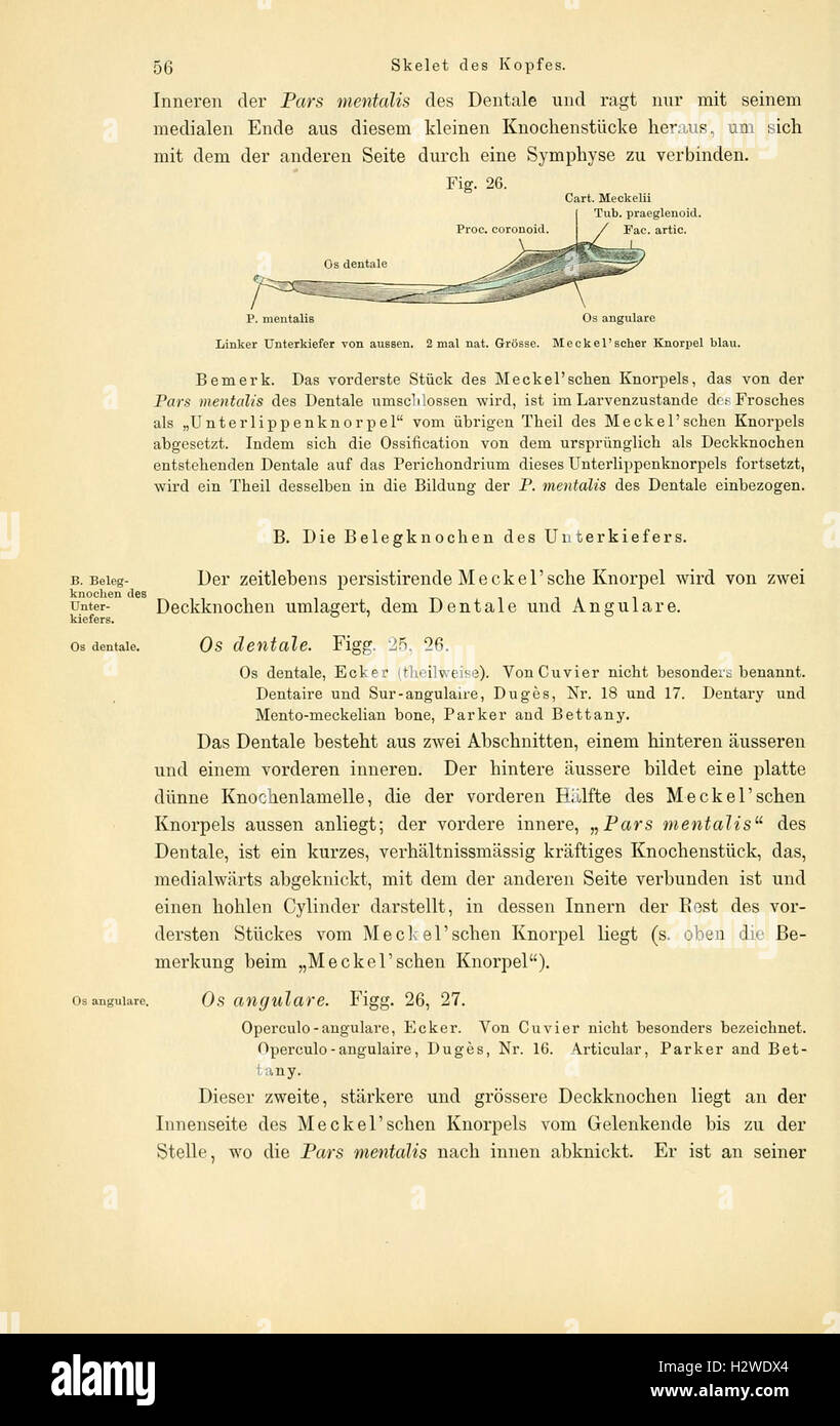 This page of frog anatomy illustrates the detailed internal structures ...