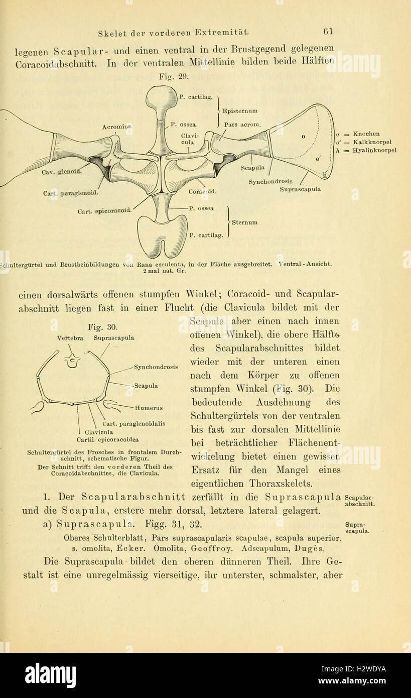 This work offers an anatomical study of the common frog, focusing on ...