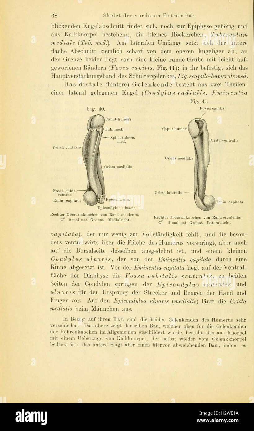 An anatomical study of frogs, focusing on detailed diagrams and ...