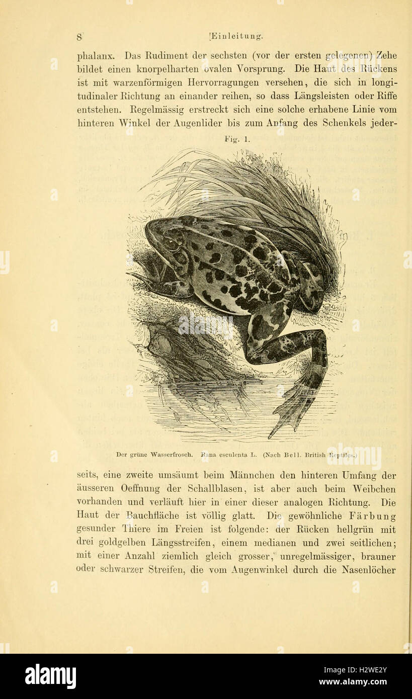 This anatomical study focuses on the frog, detailing its structure and ...