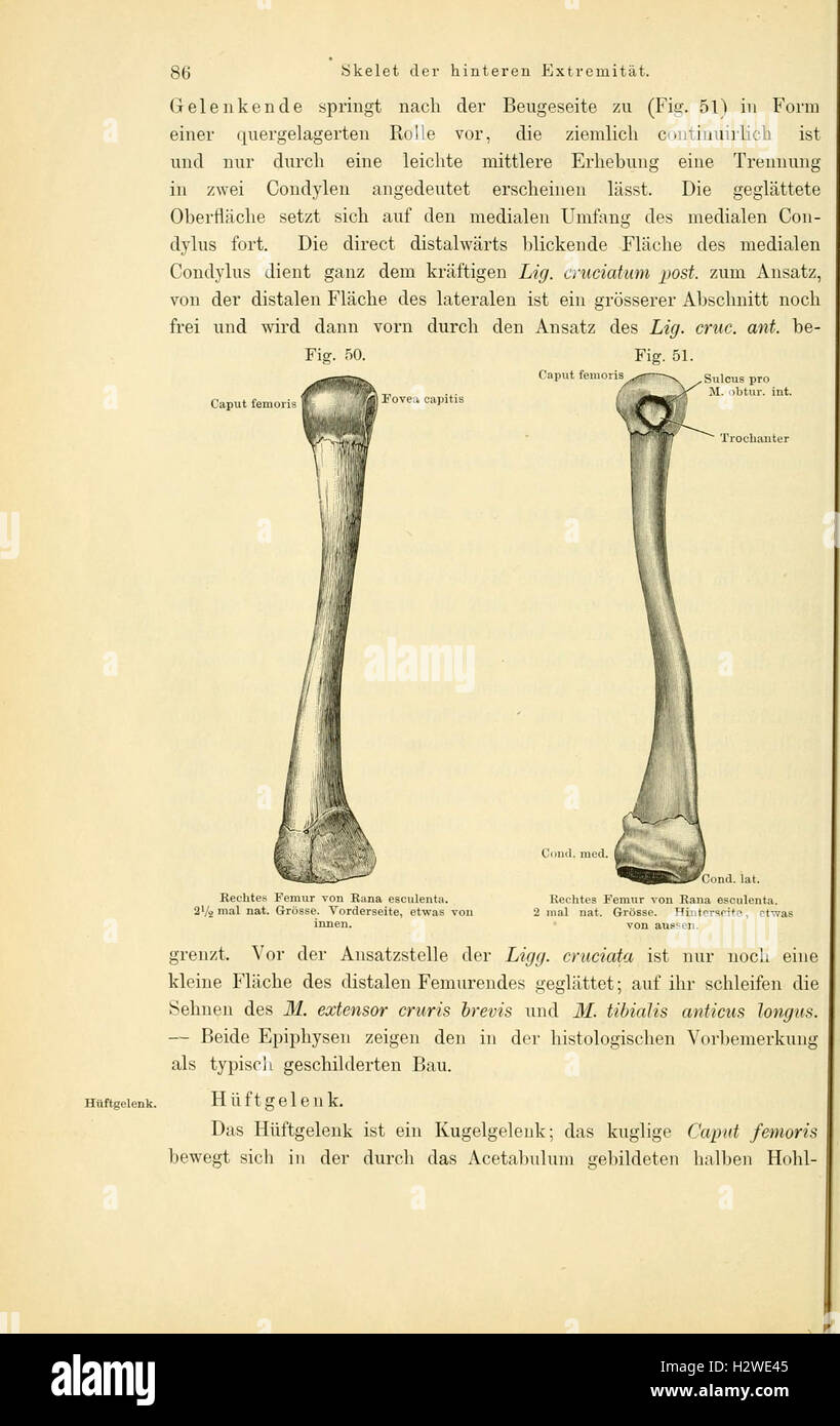 Frogs anatomical features hi-res stock photography and images - Alamy