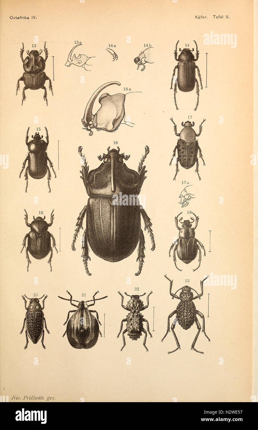This work features a detailed illustration of beetle species ...