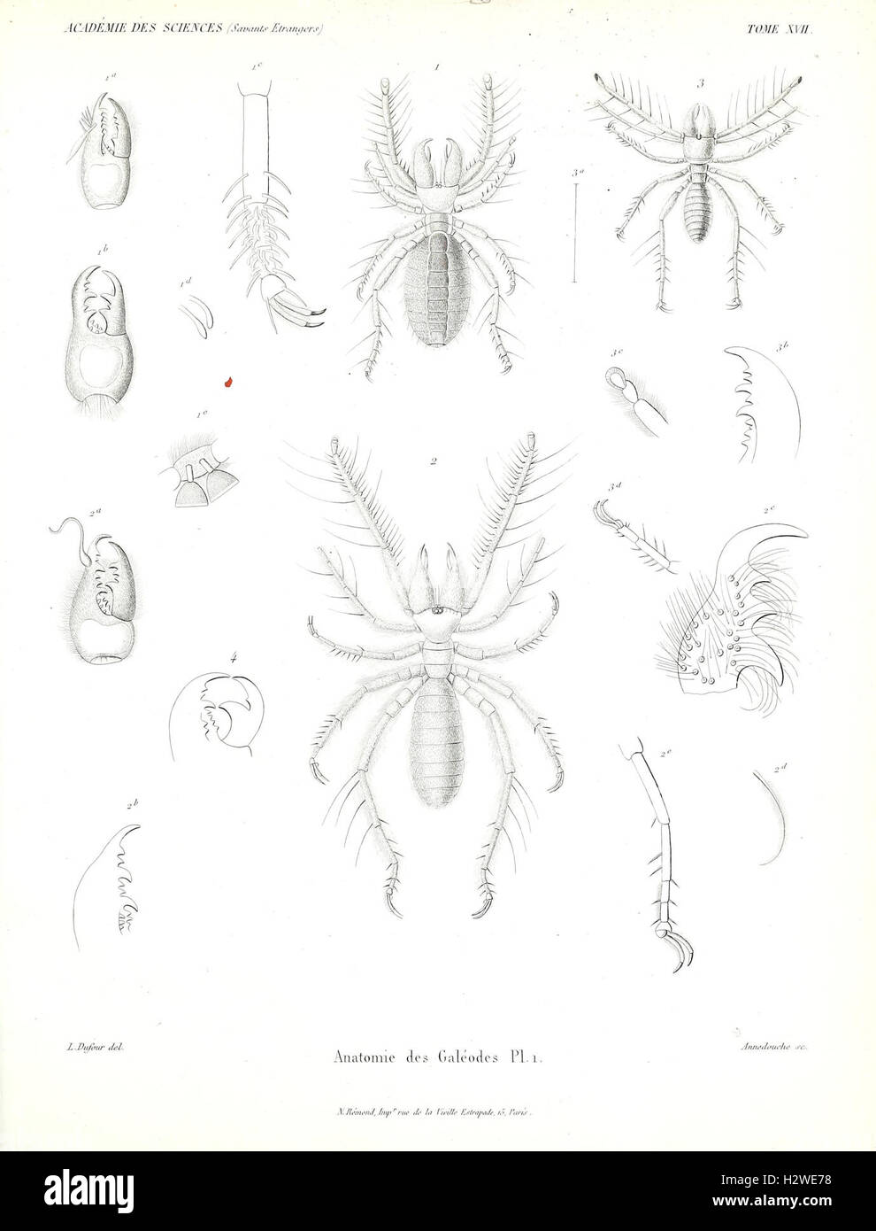 A detailed illustration and description of the anatomy, physiology, and ...