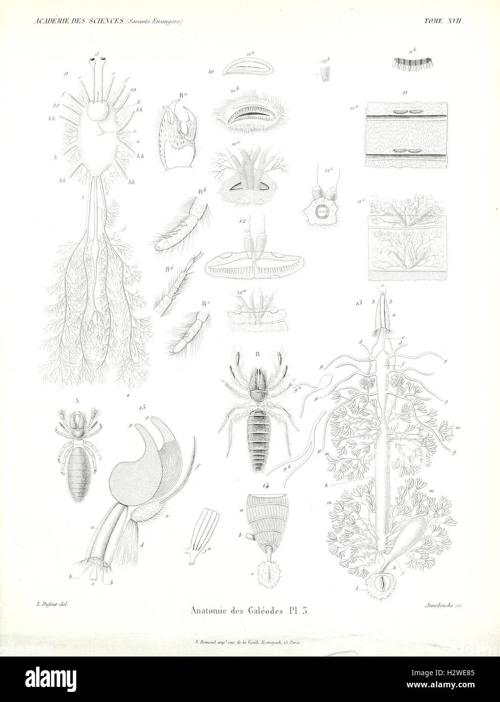 A detailed study of the anatomy, physiology, and natural history of ...