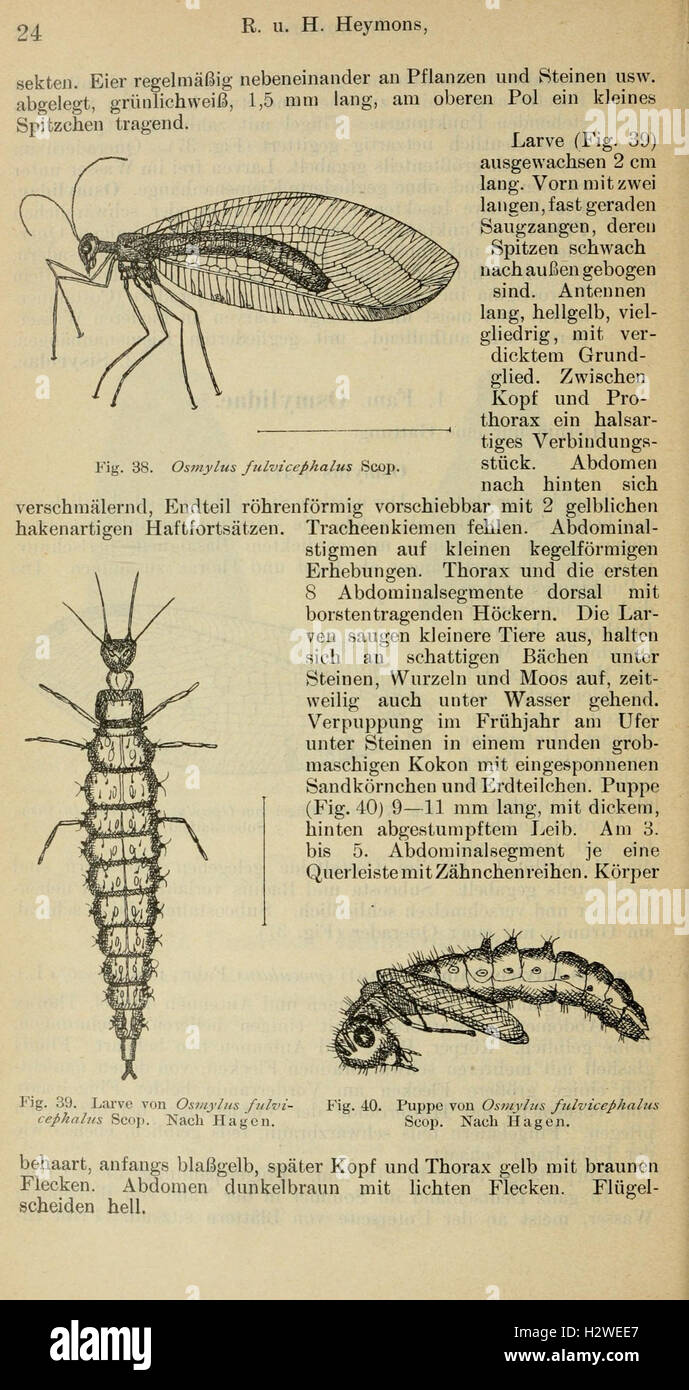 Neuoptera hi-res stock photography and images - Alamy