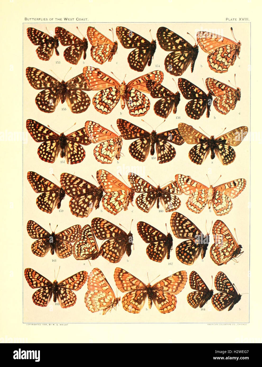 A collection of colored illustrations of butterflies from the west ...