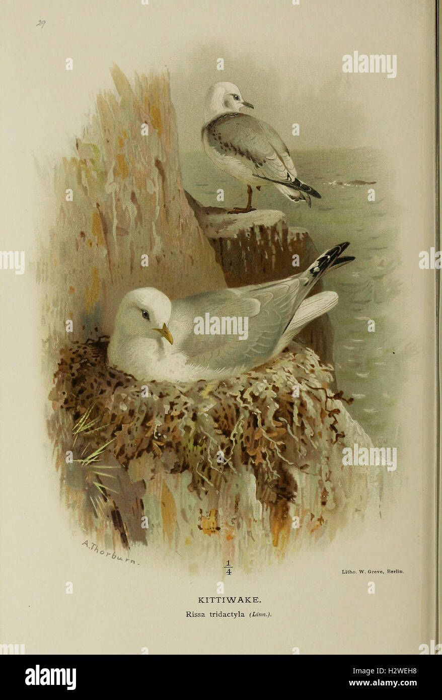 A detailed illustration of British birds as depicted in Lord Lilford's ...