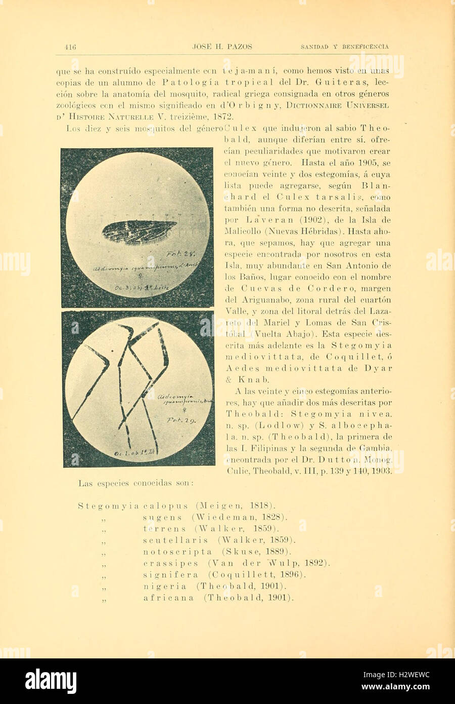 Contribution al estudio de los mosquitos de Cuba (Page 416) BHL98 Stock ...