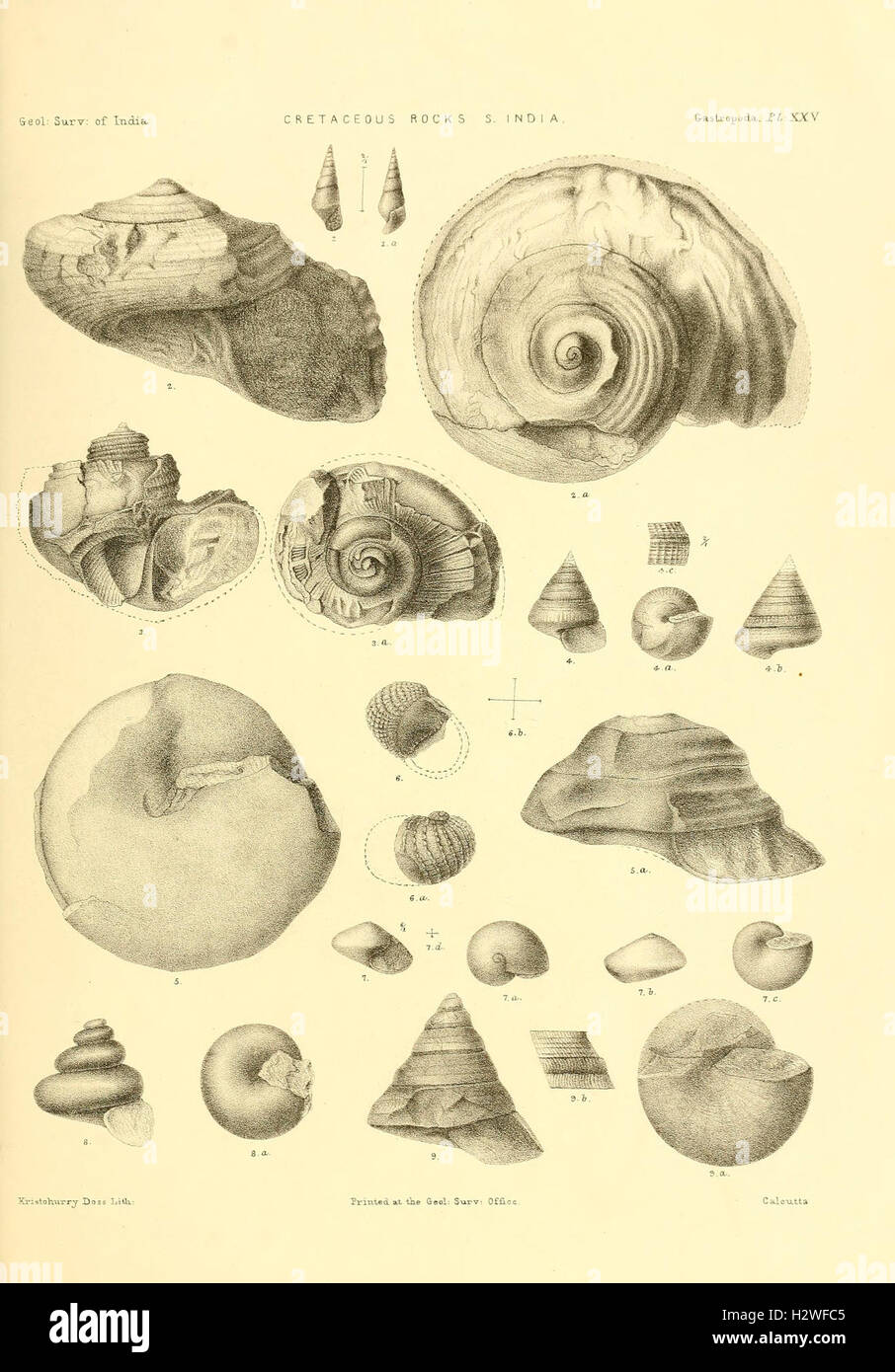 This work examines the Cretaceous fauna of southern India, highlighting ...