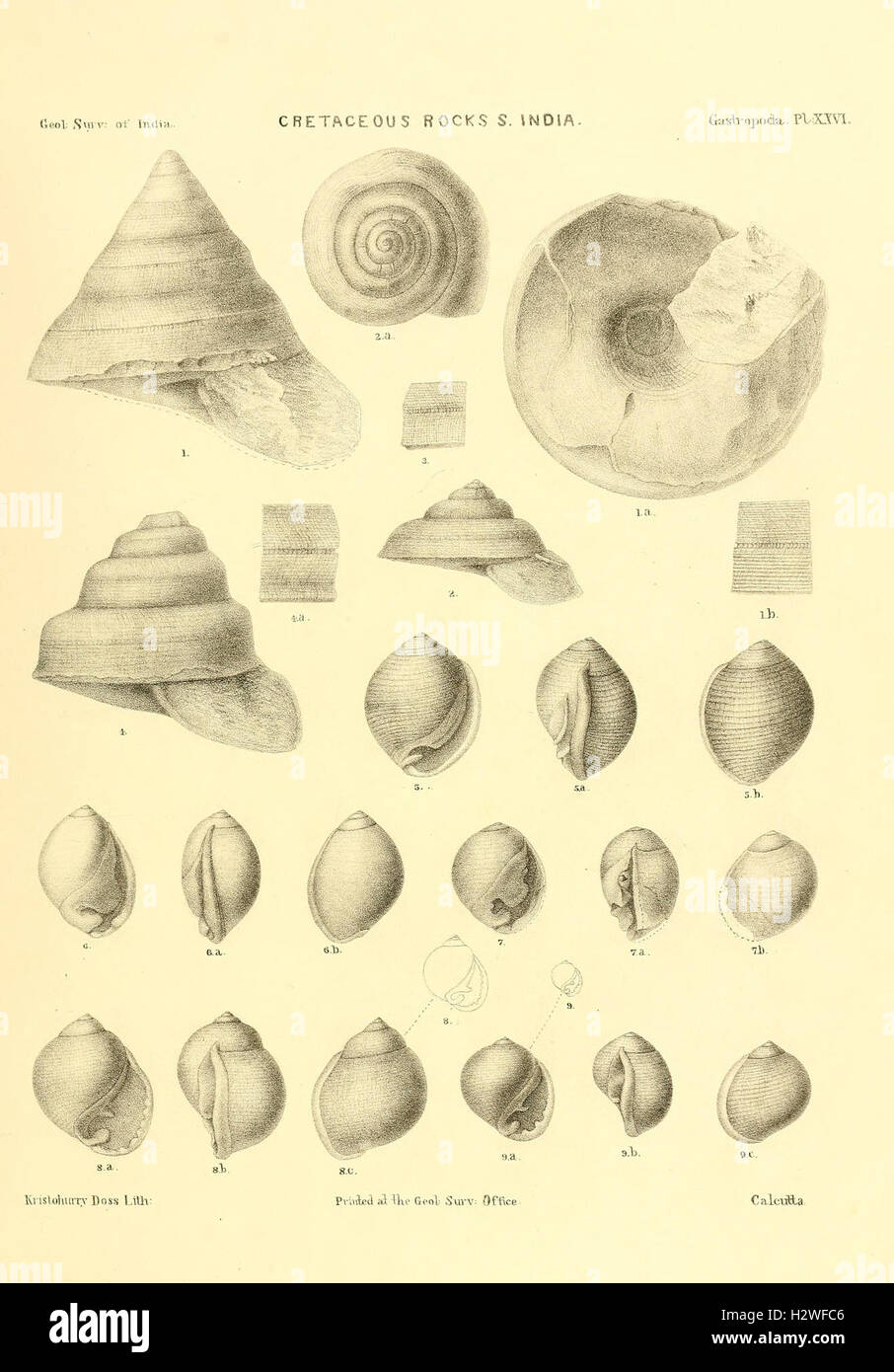 This plate presents detailed depictions of Cretaceous fauna from ...