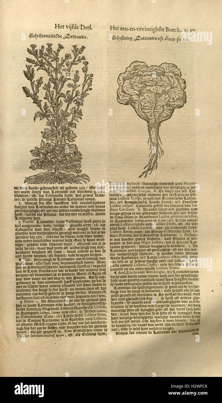A historical botanical text on medicinal plants, focusing on the ...
