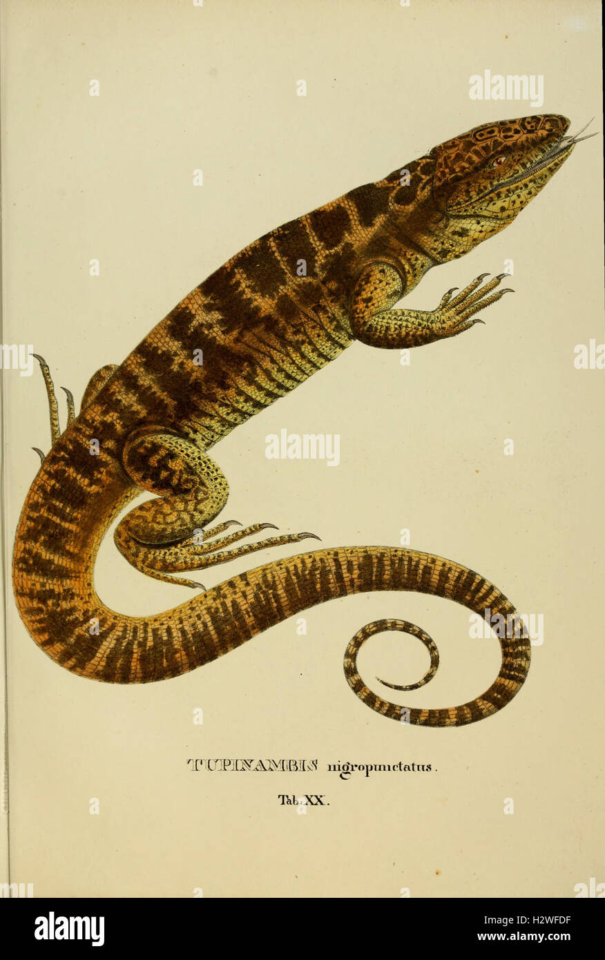 This work, 'Animalia nova', documents new species of lizards discovered ...