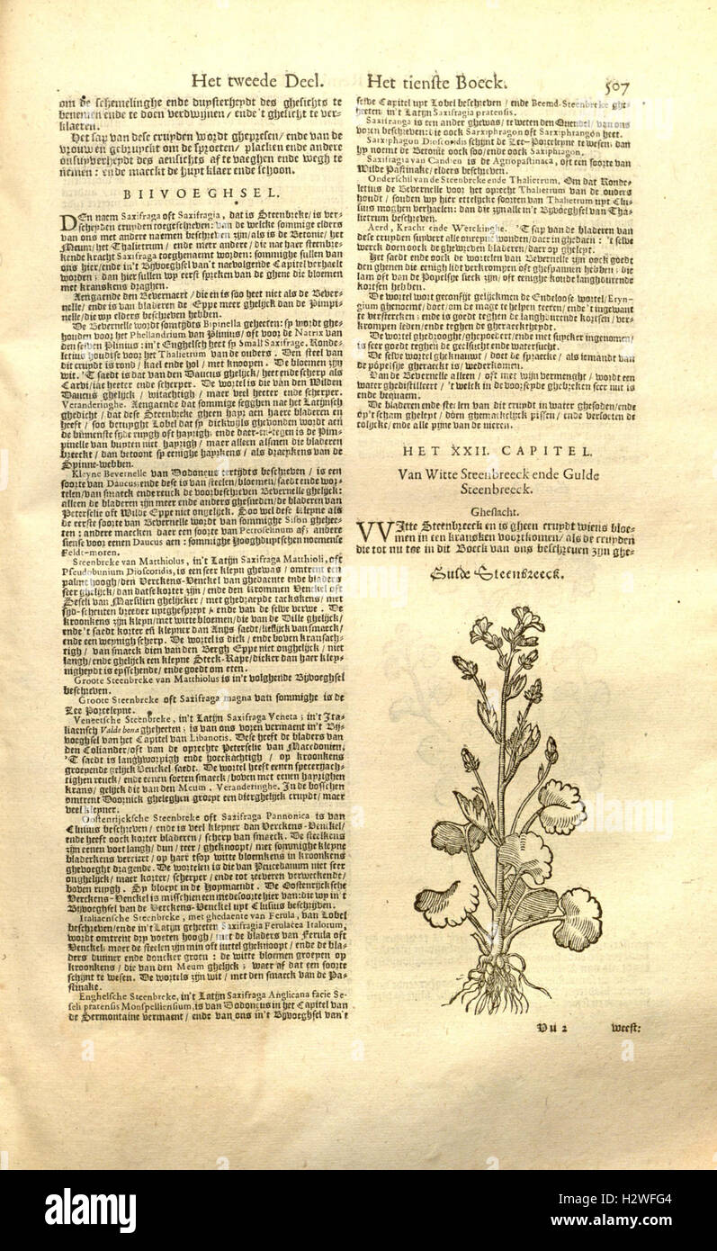 This botanical work by Rembert Dodoens details the classification and ...