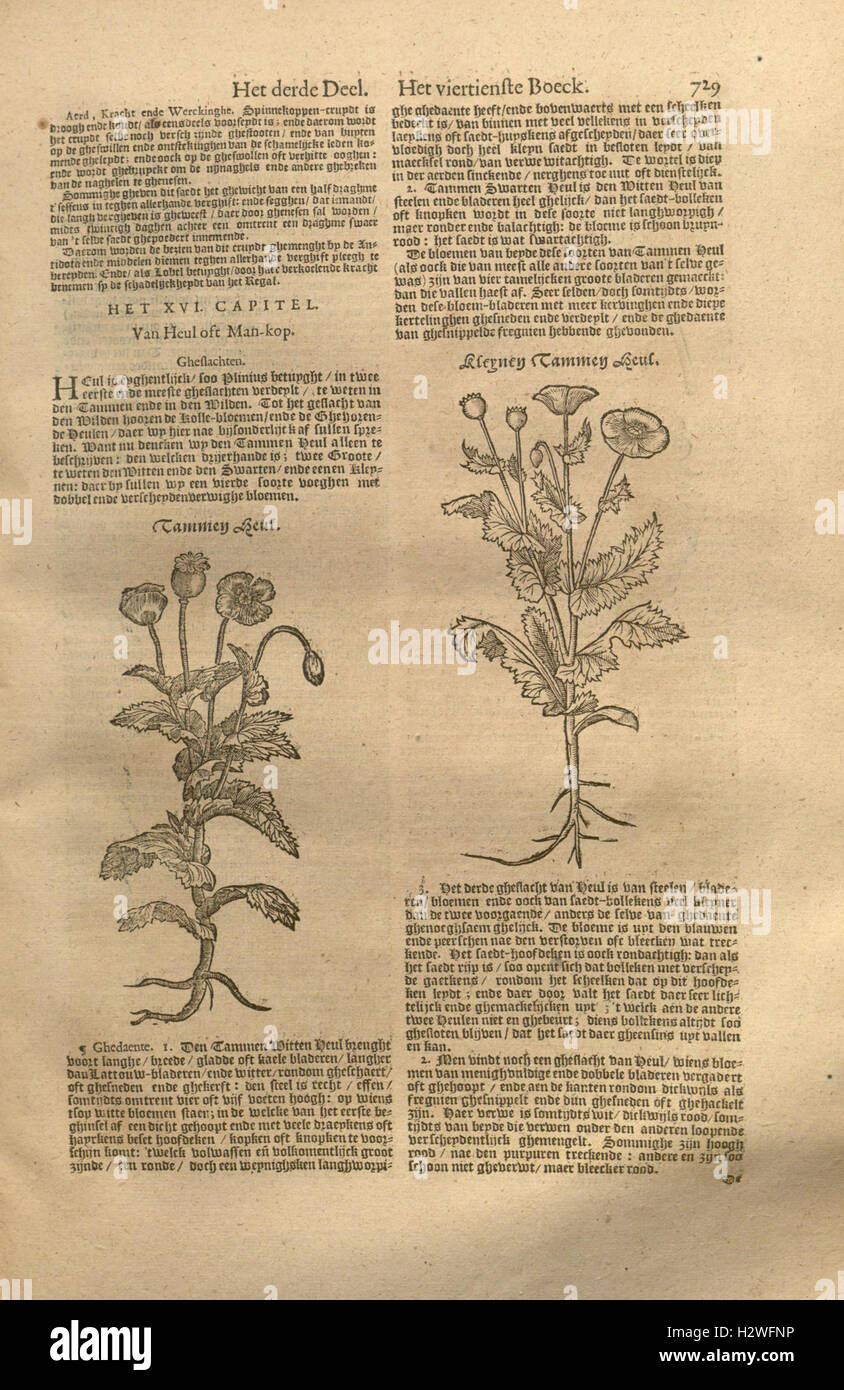This botanical text by Rembert Dodonaeus provides updated descriptions ...
