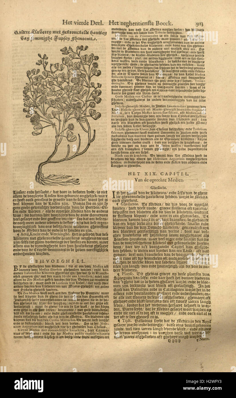 A Dutch botanical text that provides an updated description of herbs ...