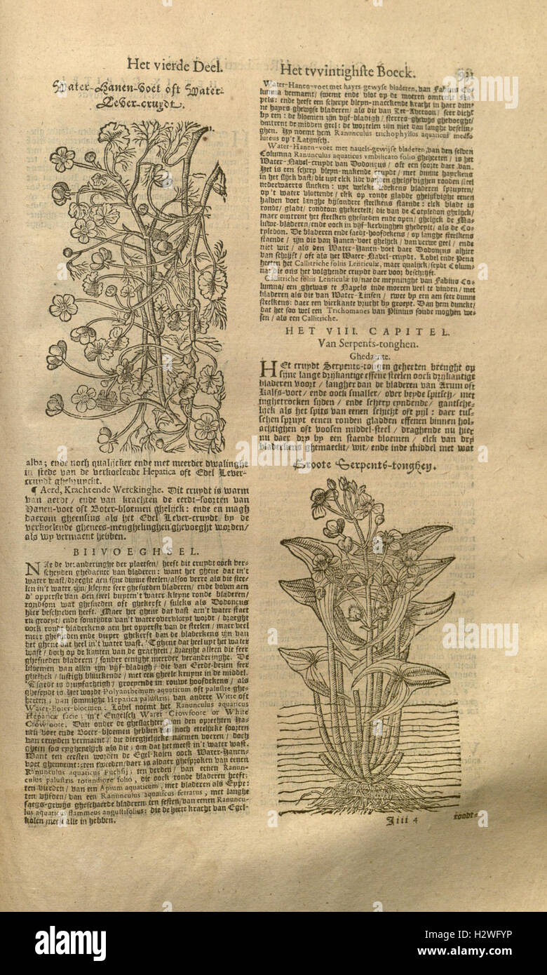 A botanical book by Rembert Dodonaeus detailing plant species and their ...