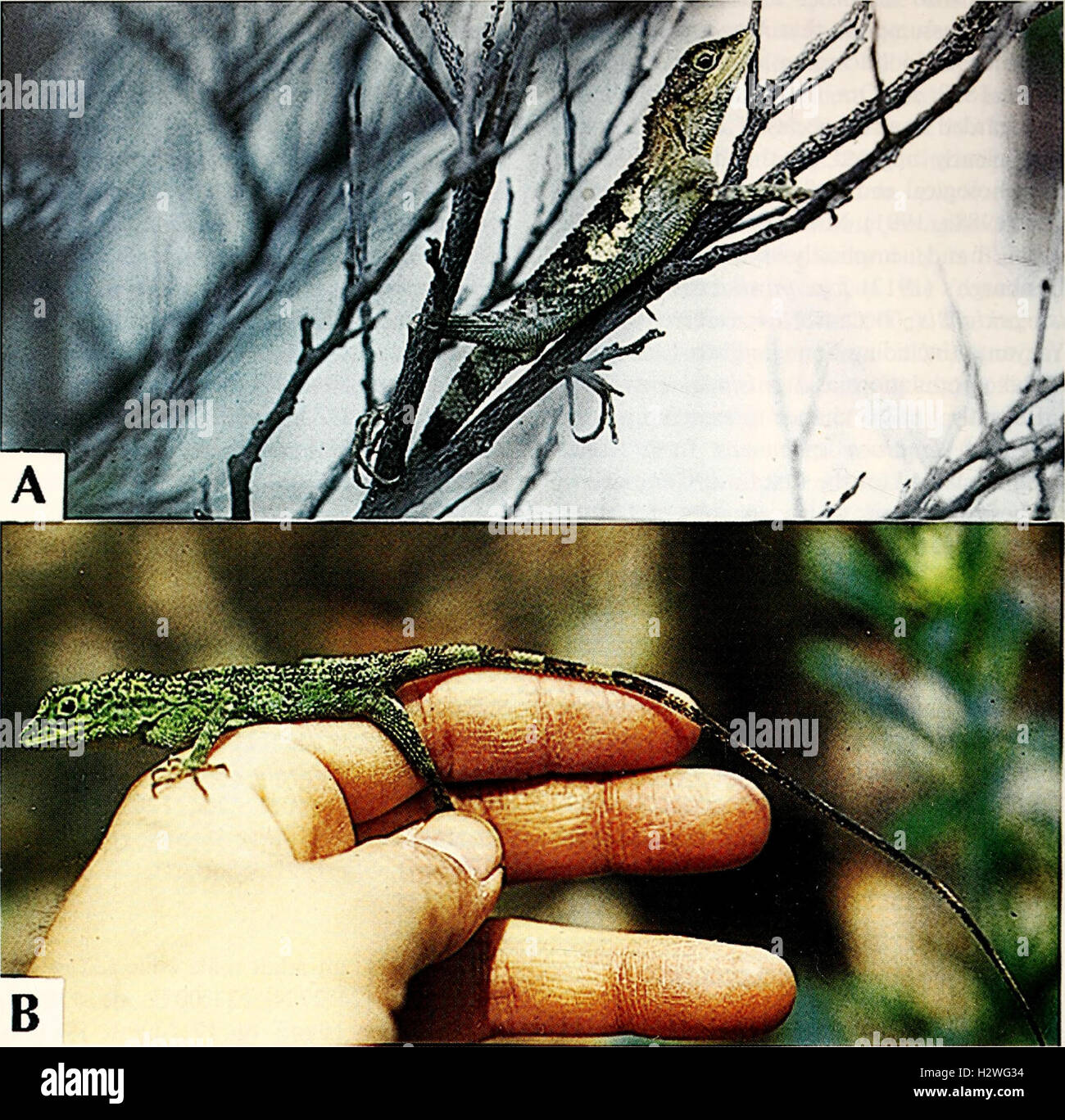 An overview of the study of reptiles and amphibians published in 2003 ...