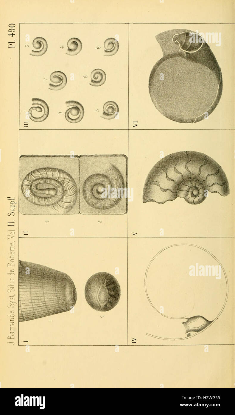 Cephalopodes hi-res stock photography and images - Alamy