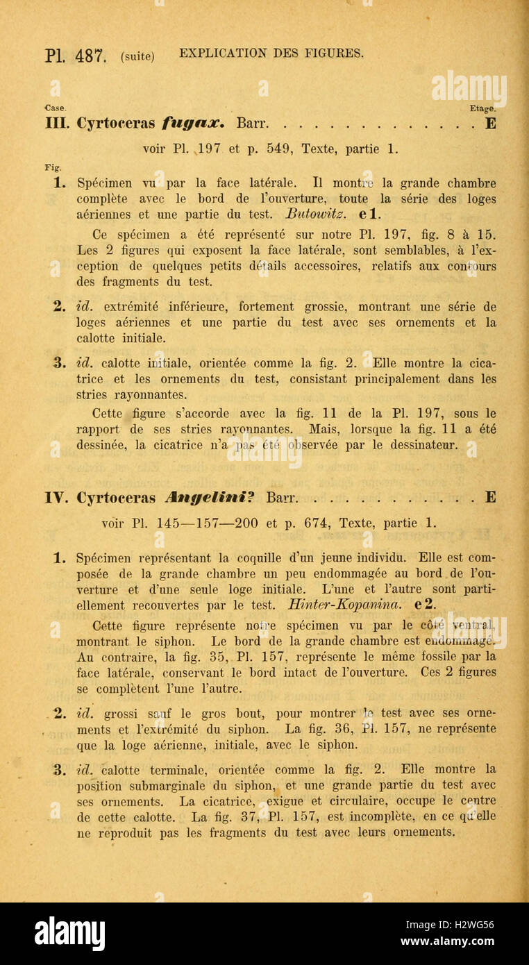 Cephalopodes hi-res stock photography and images - Alamy