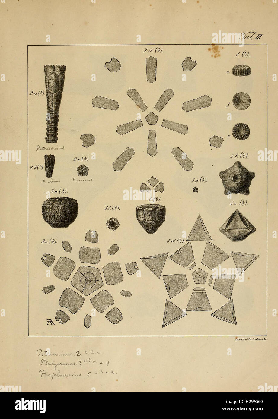 A geological plate from the work 'Das Rheinische Uebergangsgebirge ...
