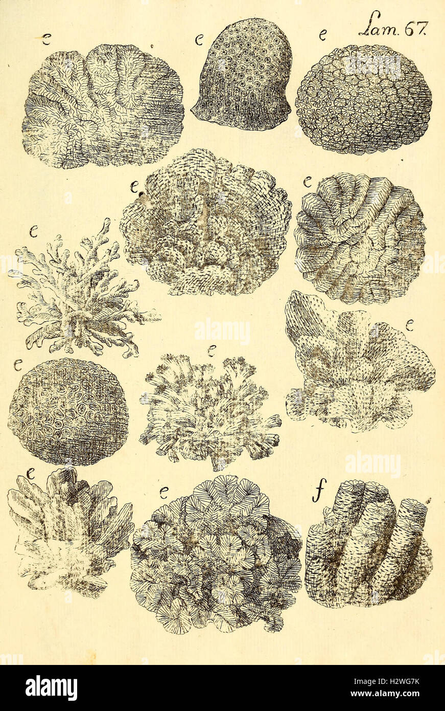 A description of natural history specimens, particularly marine, with a ...