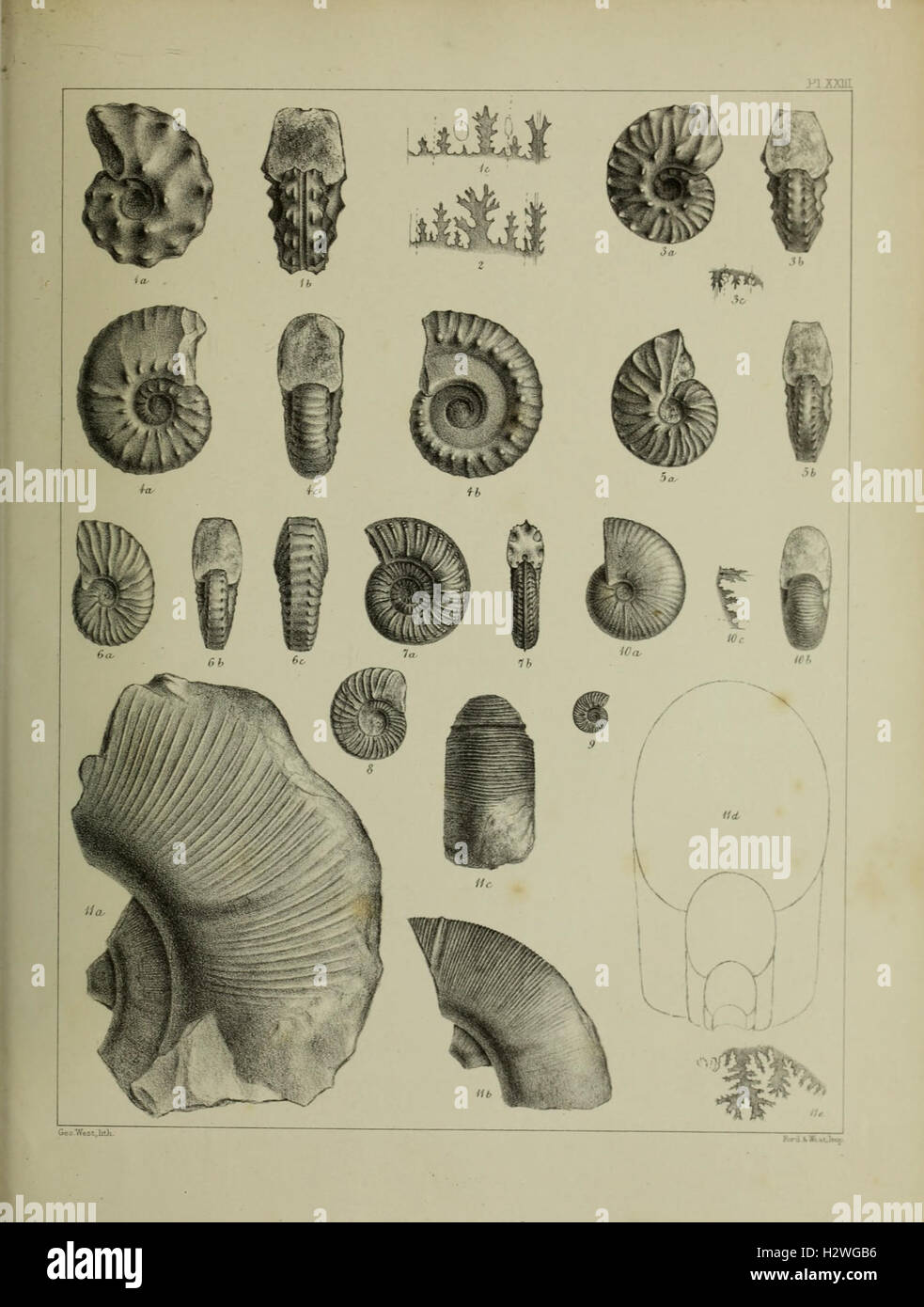 This work describes fossilized mollusks discovered in the chalk ...